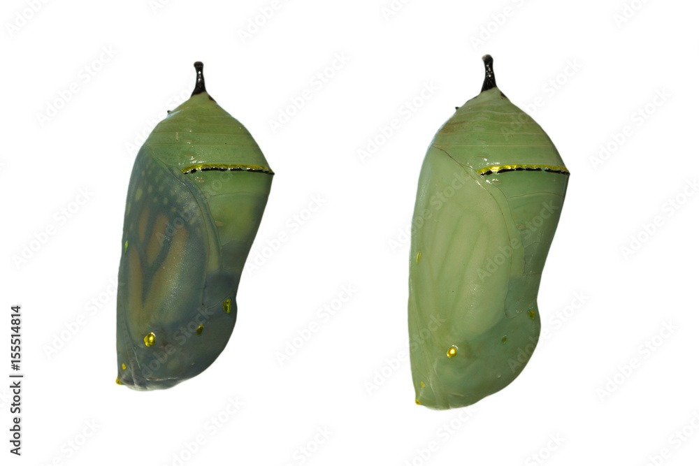 Two monarch butterfly chrysalises with one day difference in ...