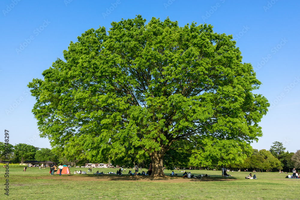 Blue sky and a keyaki tree - 青空とけやきの木1 Stock Photo | Adobe Stock