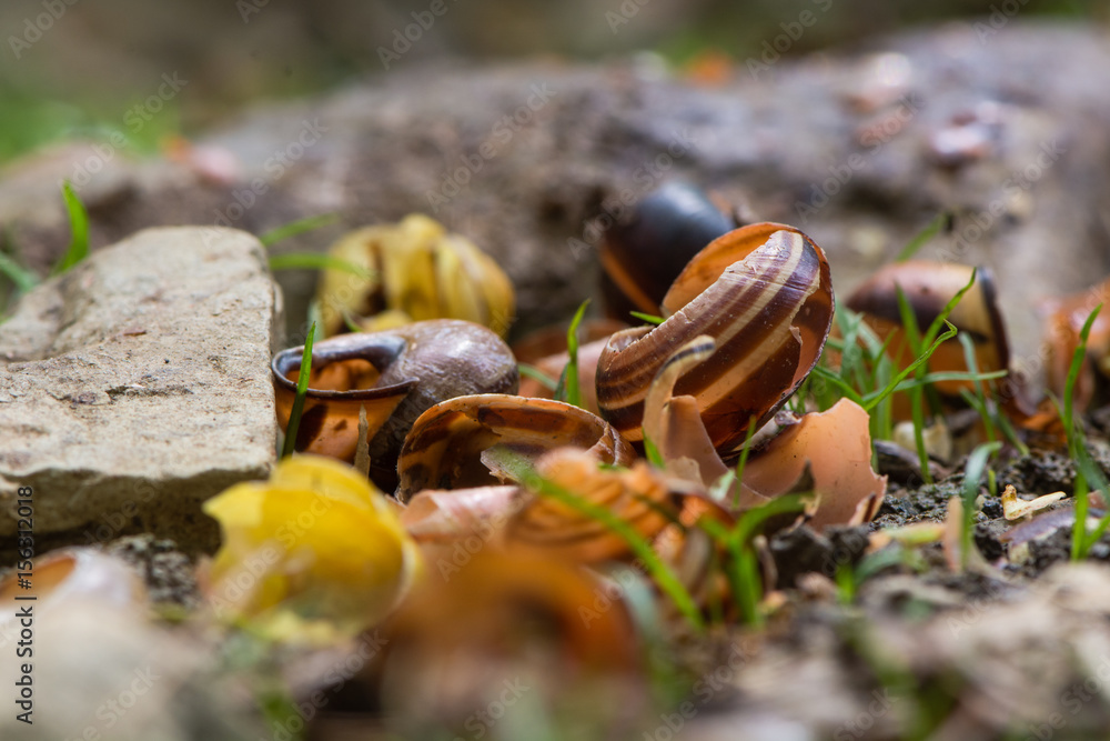 Snail shells broken by song thrush (Turdus philomelus). Pile of broken ...