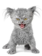 Scared White Cat Free Stock Photo - Public Domain Pictures