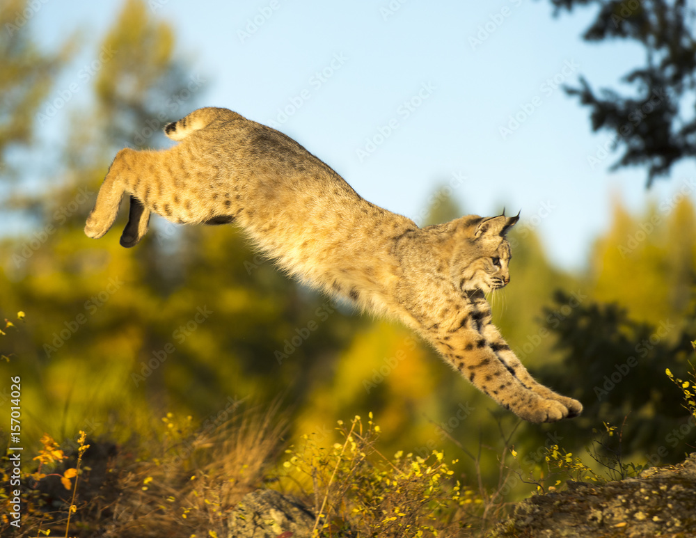 jumping bobcat