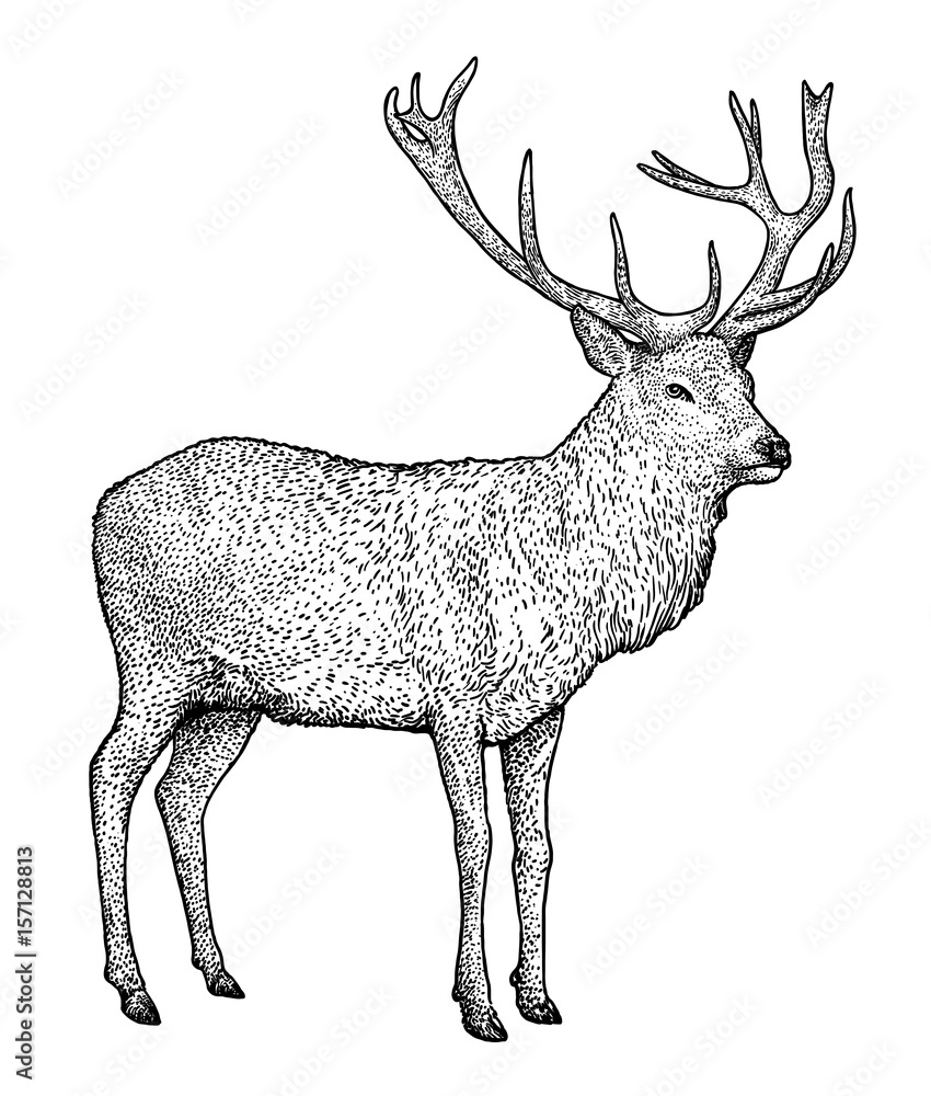 Deer illustration, drawing, engraving, ink, line art, vector Stock ...