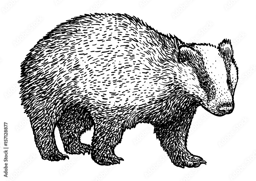 Badger illustration, drawing, engraving, ink, line art, vector Stock ...
