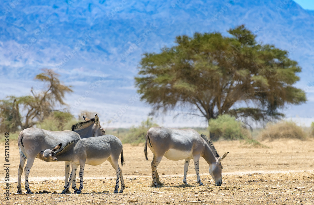 Family of Somali wild donkey (Equus africanus). This species is ...