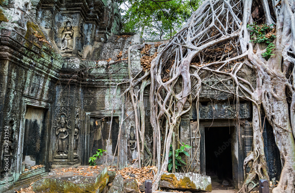 Tree roots over the beautiful Ta Prohm temple at Angkor, Siem Reap ...