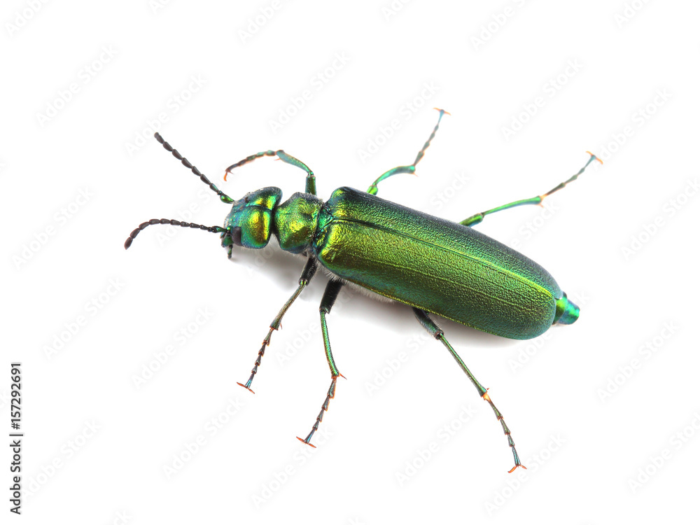 Beetle - Spanish fly (Lytta vesicatoria) isolated on white Stock Photo ...