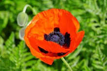 Poppy Pod And Red Poppy Free Stock Photo - Public Domain Pictures