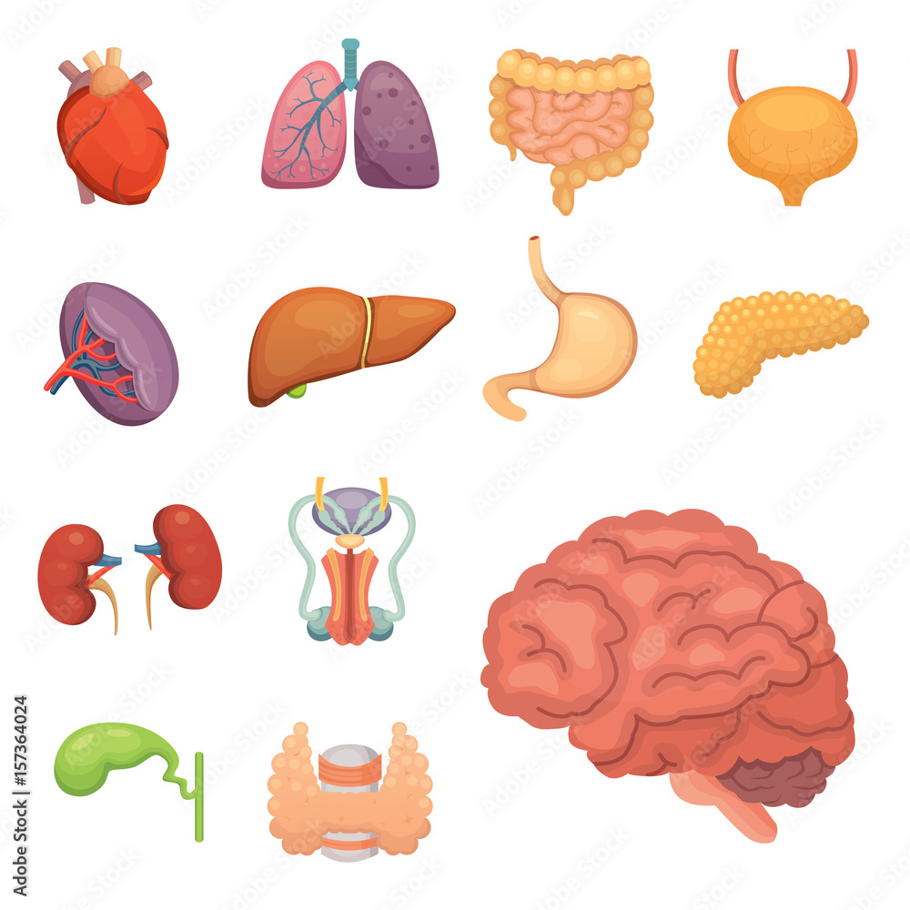 Cartoon human organs set. Anatomy of body. Reproductive system, lungs ...