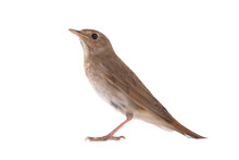 Nightingale Free Stock Photo - Public Domain Pictures