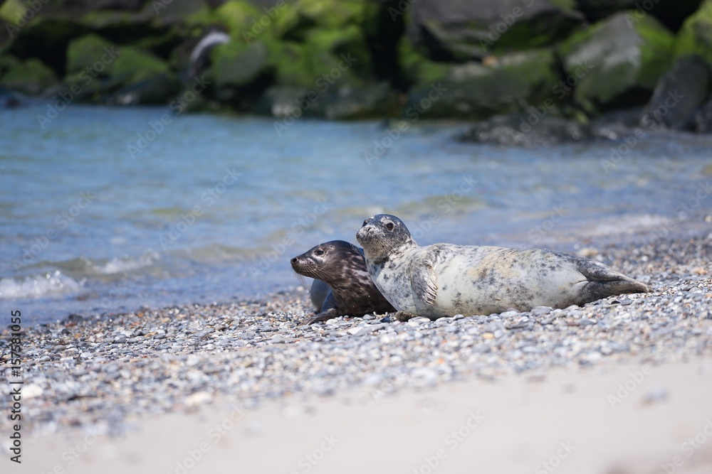 Beautiful Picture of two grey seals on the pebble beach with big wawe ...