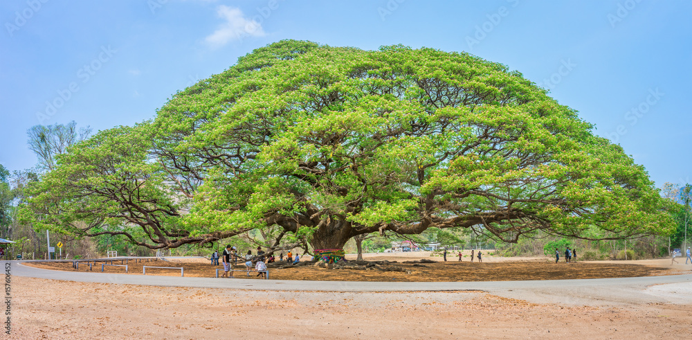 Fotografie A giant Albizia saman known locally as Chamchuri Yak ...