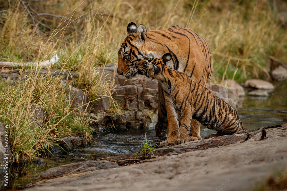Tigers in the nature habitat. Tigers family, mom and cub by the water ...