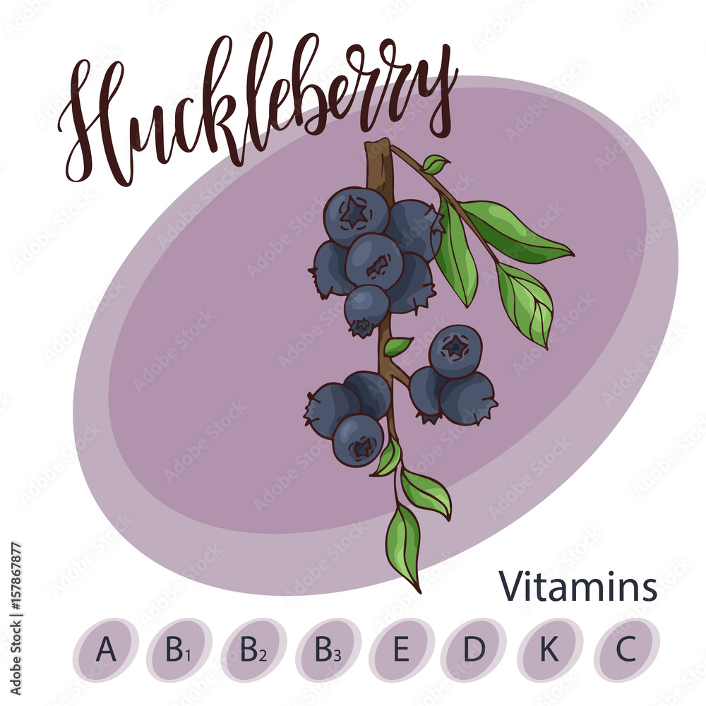 Vector fruit element of huckleberry. Hand drawn icon with lettering ...