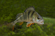 Perch Free Stock Photo - Public Domain Pictures