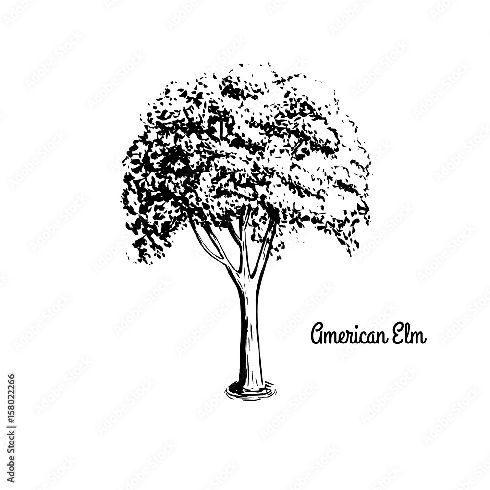 Vector sketch illustration of American Elm. Black silhouette of Water ...