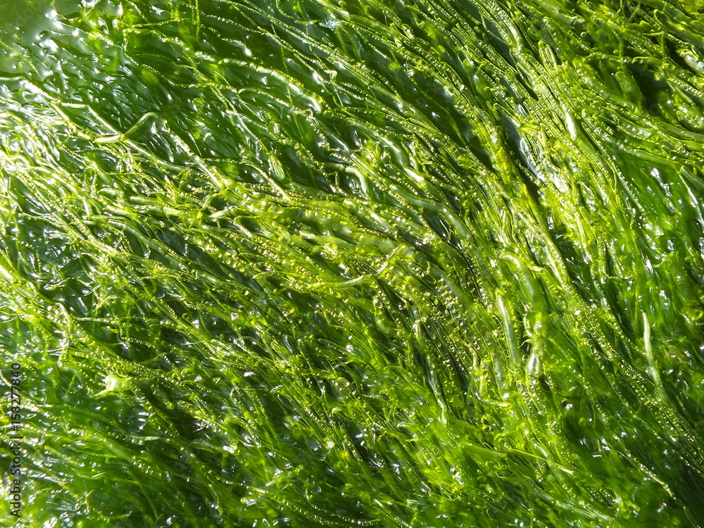 Seagrass background. Green algae in the sea Stock Photo | Adobe Stock