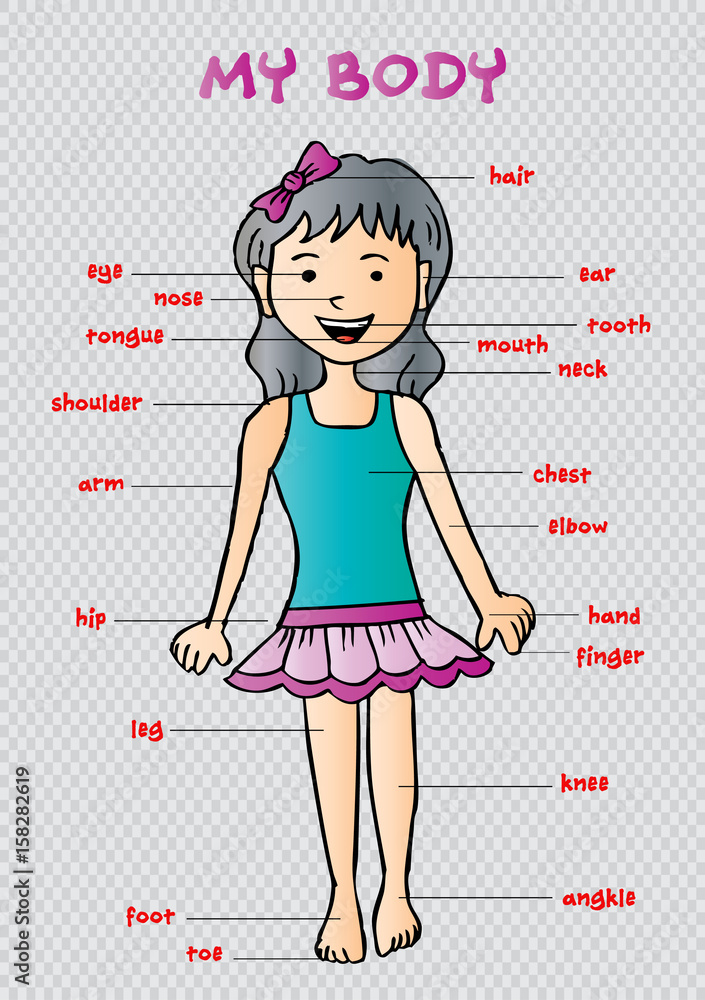 My body", educational info graphic chart for kids showing parts of ...