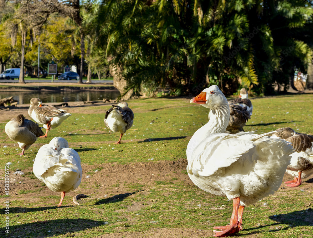 ganso doméstico, oca, Stock Photo | Adobe Stock