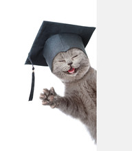 Cat Graduate Poster Free Stock Photo - Public Domain Pictures