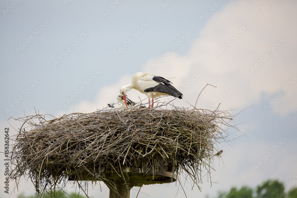 Maman cigogne qui nourrit ses petits cigogneaux Stock Photo | Adobe Stock