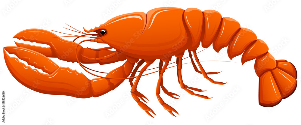 Vector illustration of a side view of a lobster. Stock Vector | Adobe Stock