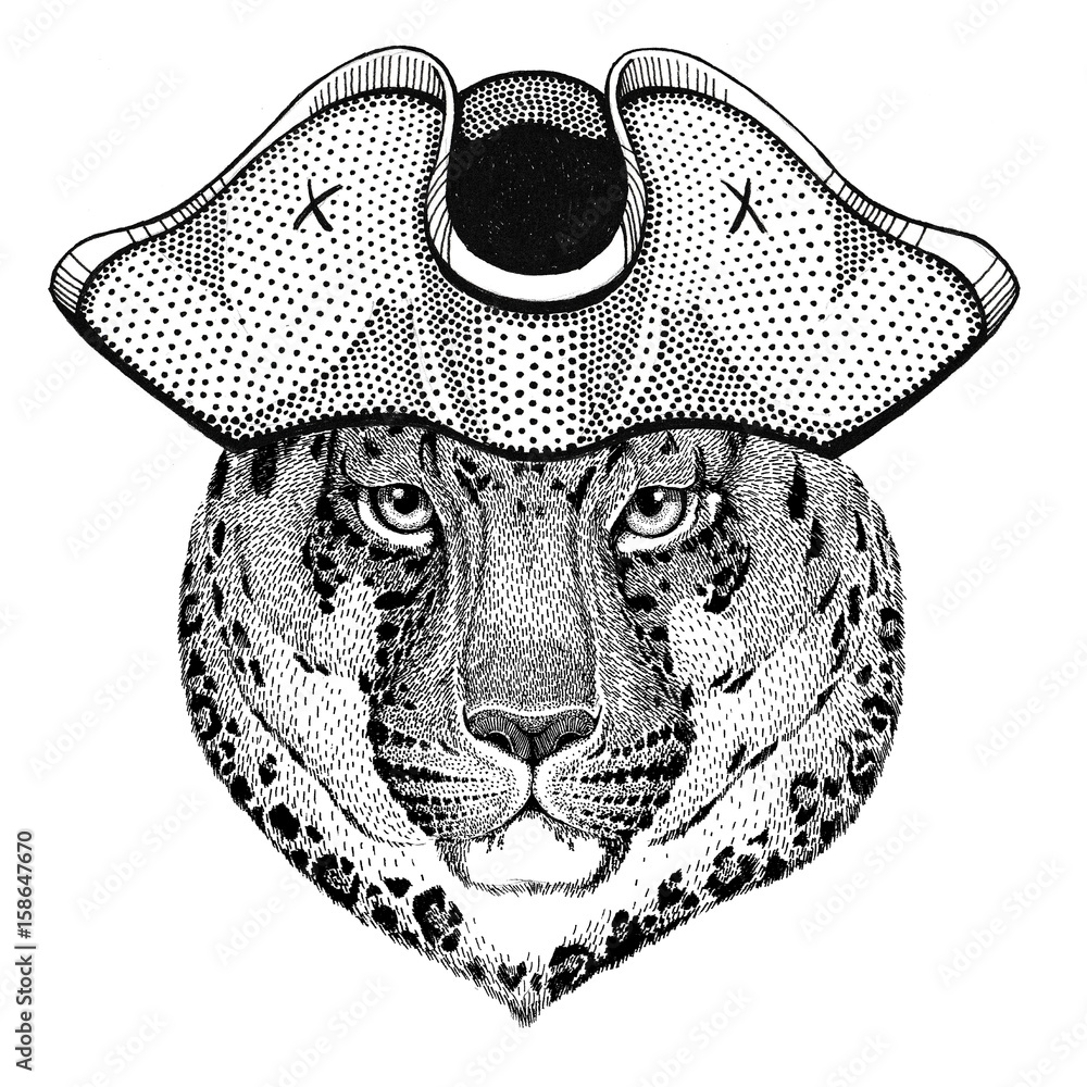 Wild cat Leopard Cat-o'-mountain Panther wearing pirate hat Cocked hat ...