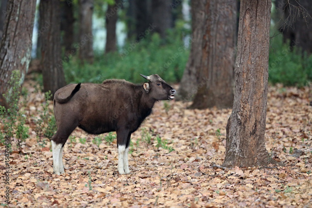 Indian gaur in the nature habitat in India. Beautiful and big bull in ...