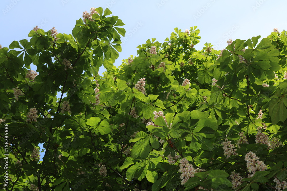 Horse chestnut, acorn, esculus (Aesculus) tree is widely bred in parks ...