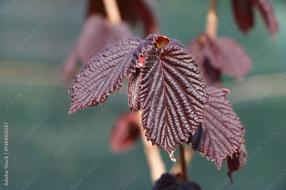 Purple Leaved Hazel, Corylus Maxima Purpureal, leaf detail, defocused ...