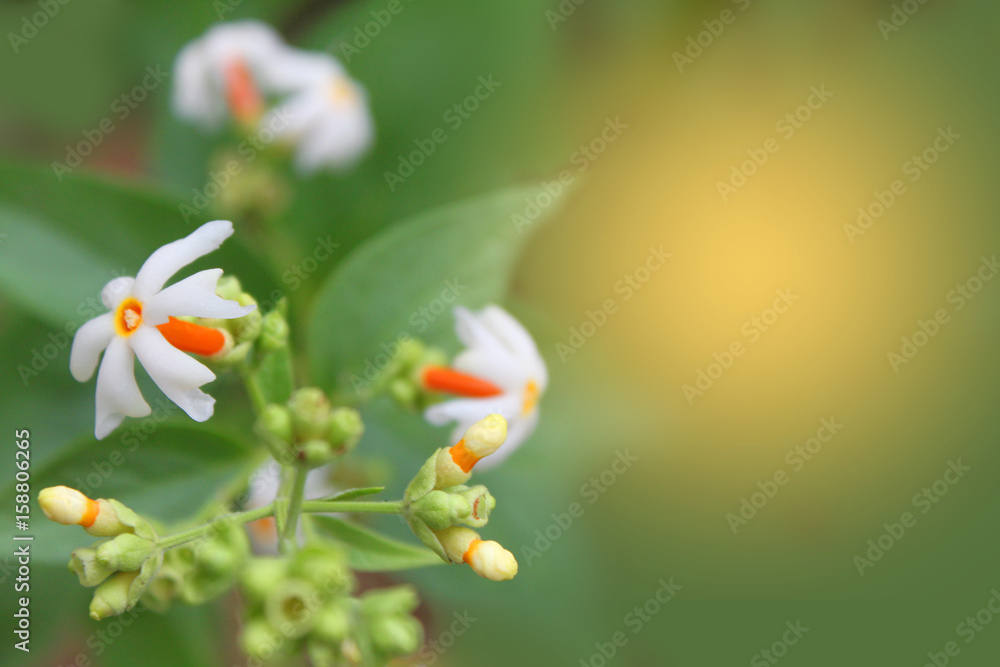 The soft focus the beautiful of Night blooming jasmine, Night Jasmine ...