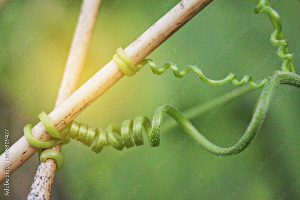 The soft blurred the treetop spiral vine stick the bamboo branches with ...
