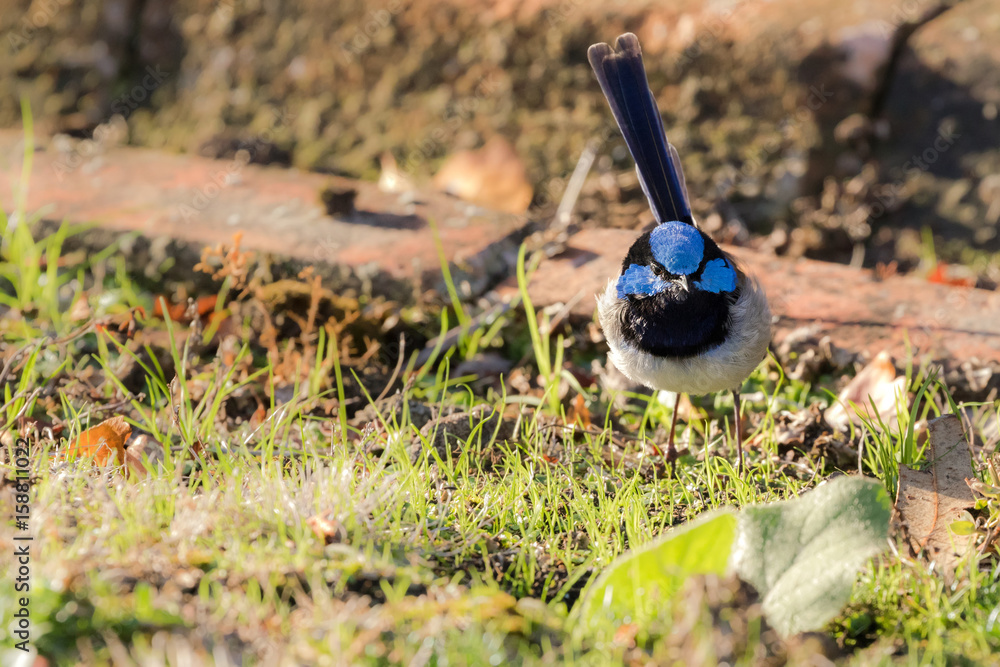 Cute little Superb Fairy Wren, Blue wren male bird with distinctive ...