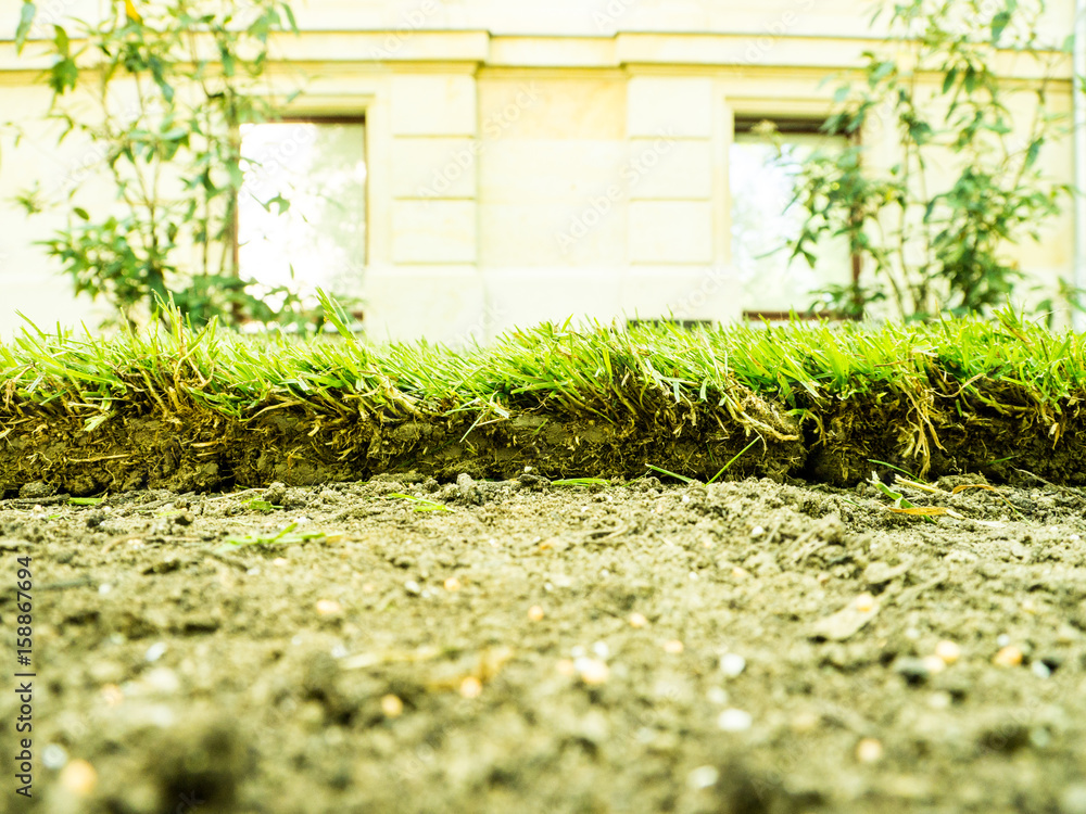 Stock-Foto „Grasnarbe“ | Adobe Stock