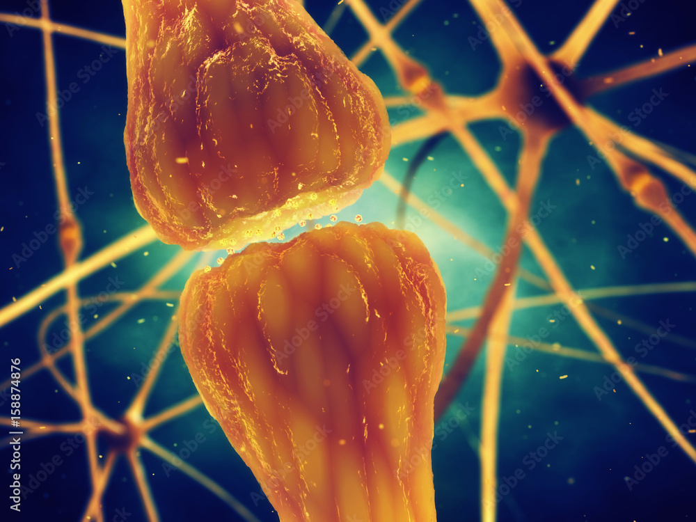 Synaptic transmission is the biological process by which neurotransmitters are released by a ...