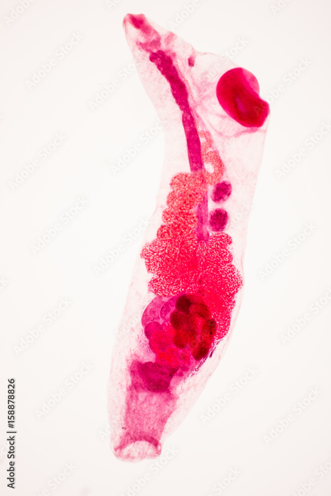 parasite on slide under microscope view. Stock Photo | Adobe Stock