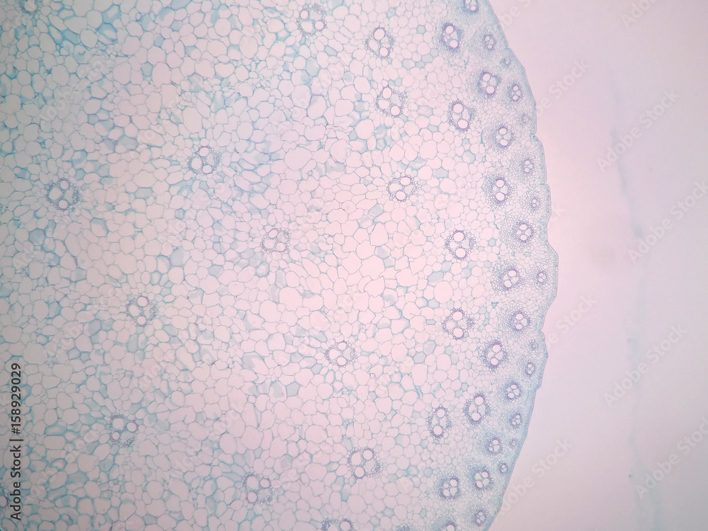 Cross sections of plant stem under microscope view Stock Photo | Adobe ...
