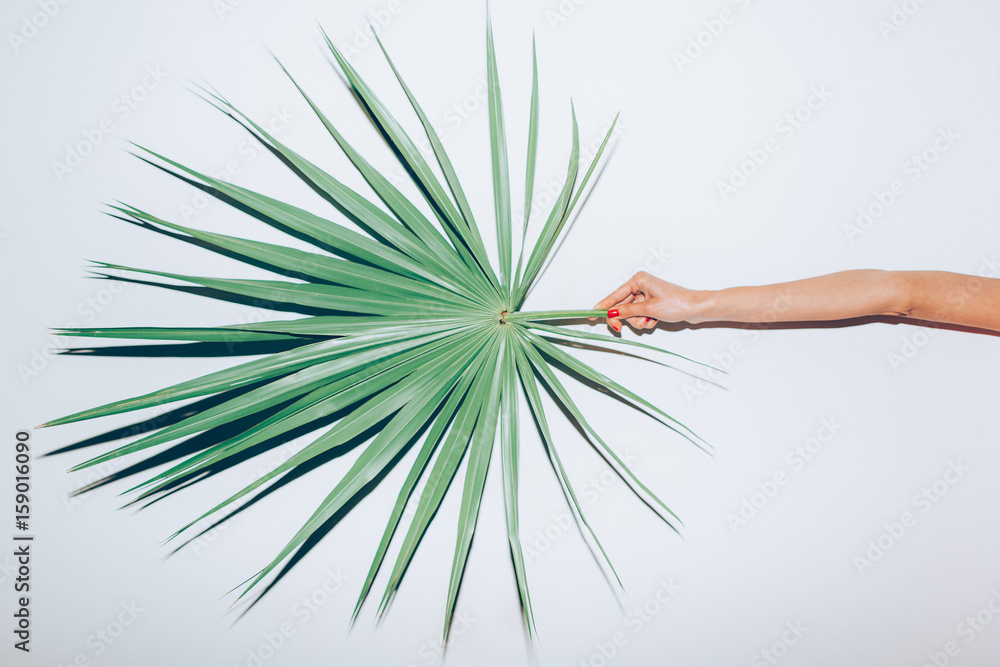Hand holding palm leaf Stock Photo | Adobe Stock