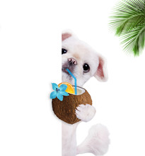 Lemon Dog Poster Free Stock Photo - Public Domain Pictures