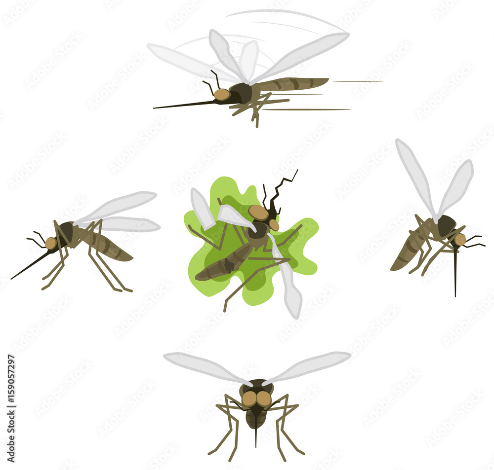 Mosquito Cartoons Stock Vector | Adobe Stock