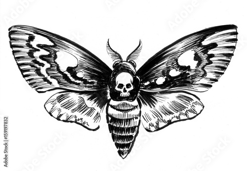 Moth with a skull Stock Illustration | Adobe Stock