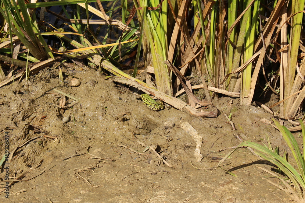 Green "Edible Frog" (or Common Water Frog, Green Frog) in its habitat ...