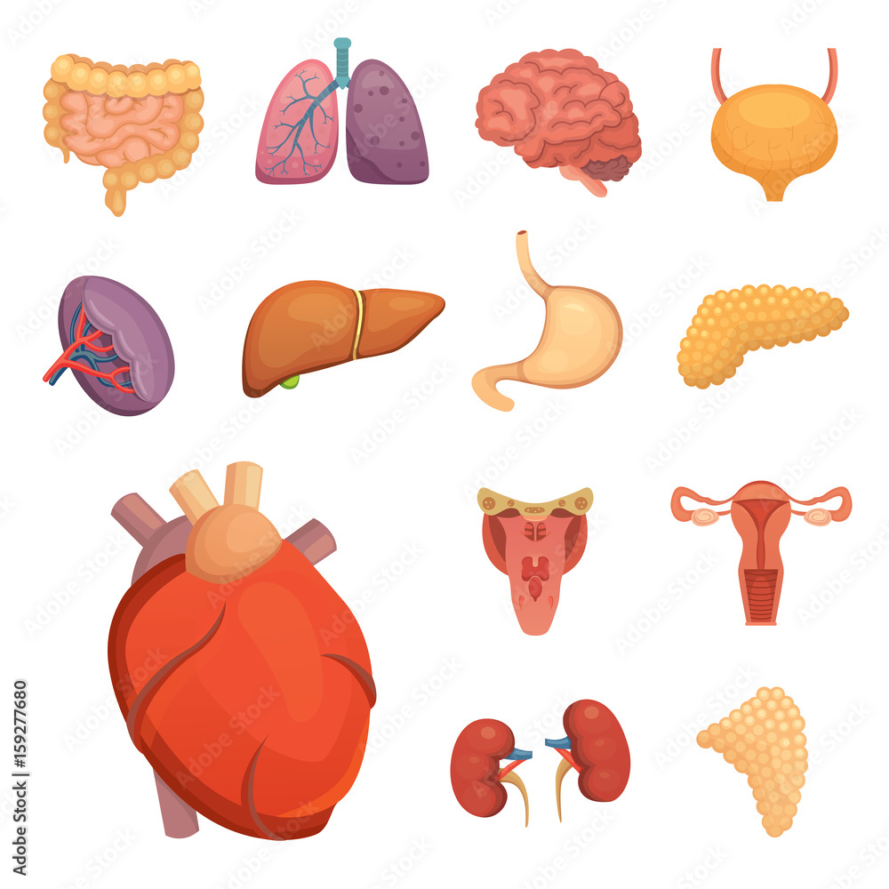 Cartoon human organs set. Anatomy of body. Reproductive system, lungs ...