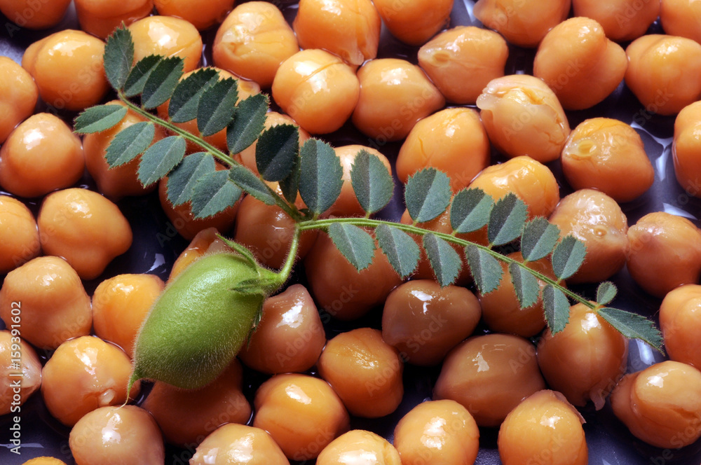 Cicer arietinum Garbanzo Kichererbse Chickpea حمص شائع Ciecierzyca Нут ...