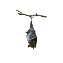Bat Hanging Free Stock Photo - Public Domain Pictures