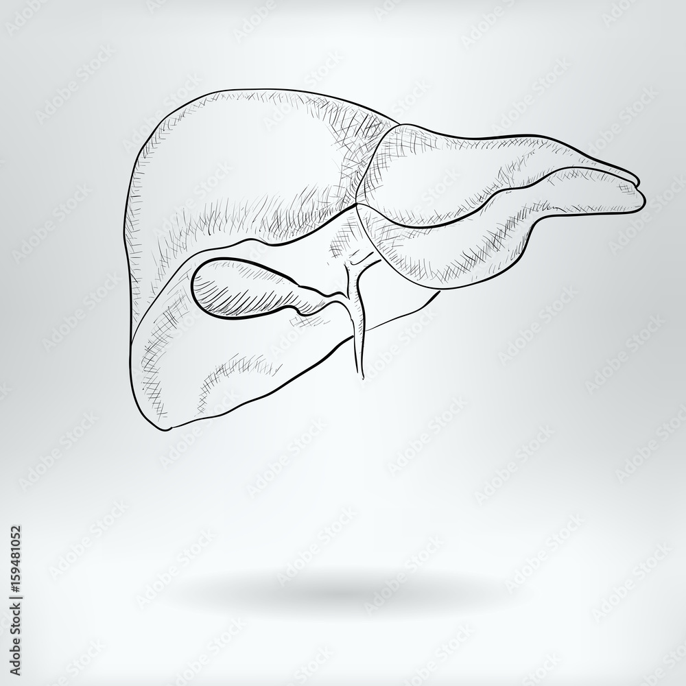 Cartoon Symbol of Liver - Science Medical Concept - Drawing Sketch ...