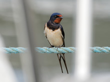Winter Barn Swallow Bird Free Stock Photo - Public Domain Pictures