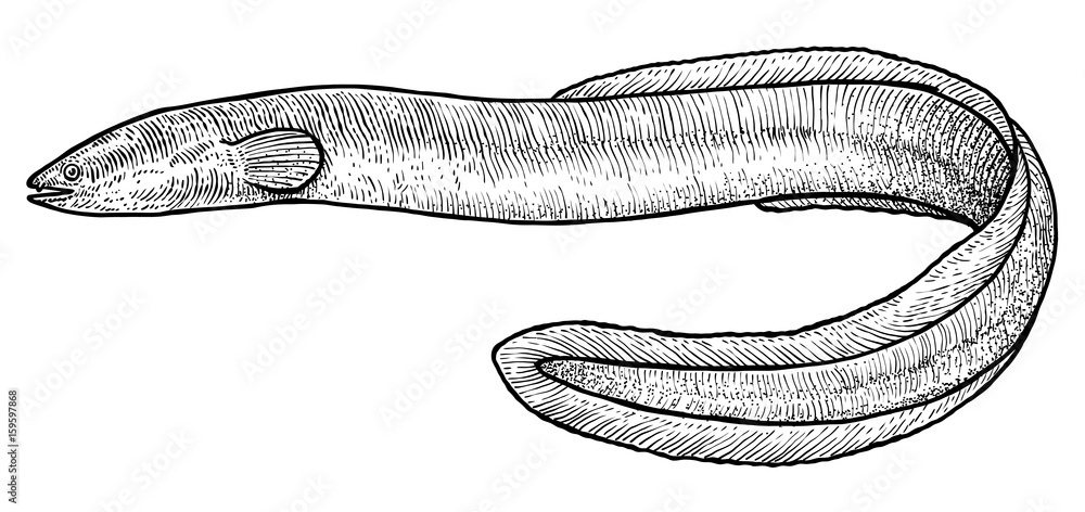 eel drawing hard