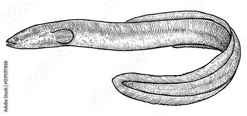 Eel illustration, drawing, engraving, ink, line art, vector Stock ...