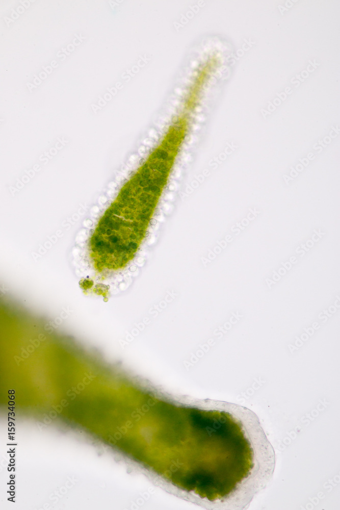 Hydra is a genus of small, fresh-water animals of the phylum Cnidaria ...