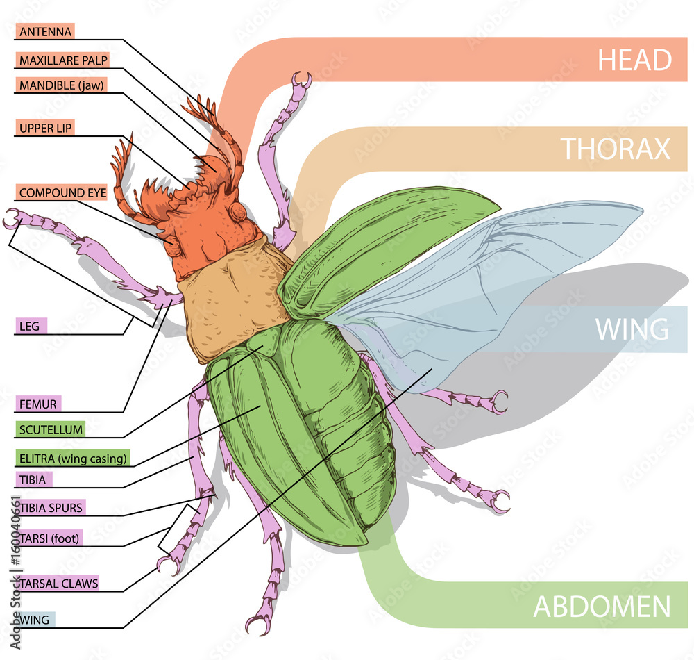 The structure of the beetle. Vector diagram Stock Vector | Adobe Stock